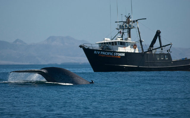 3 Reasons Blue Whales are Important to the Marine Ecosystem - Healthy ...