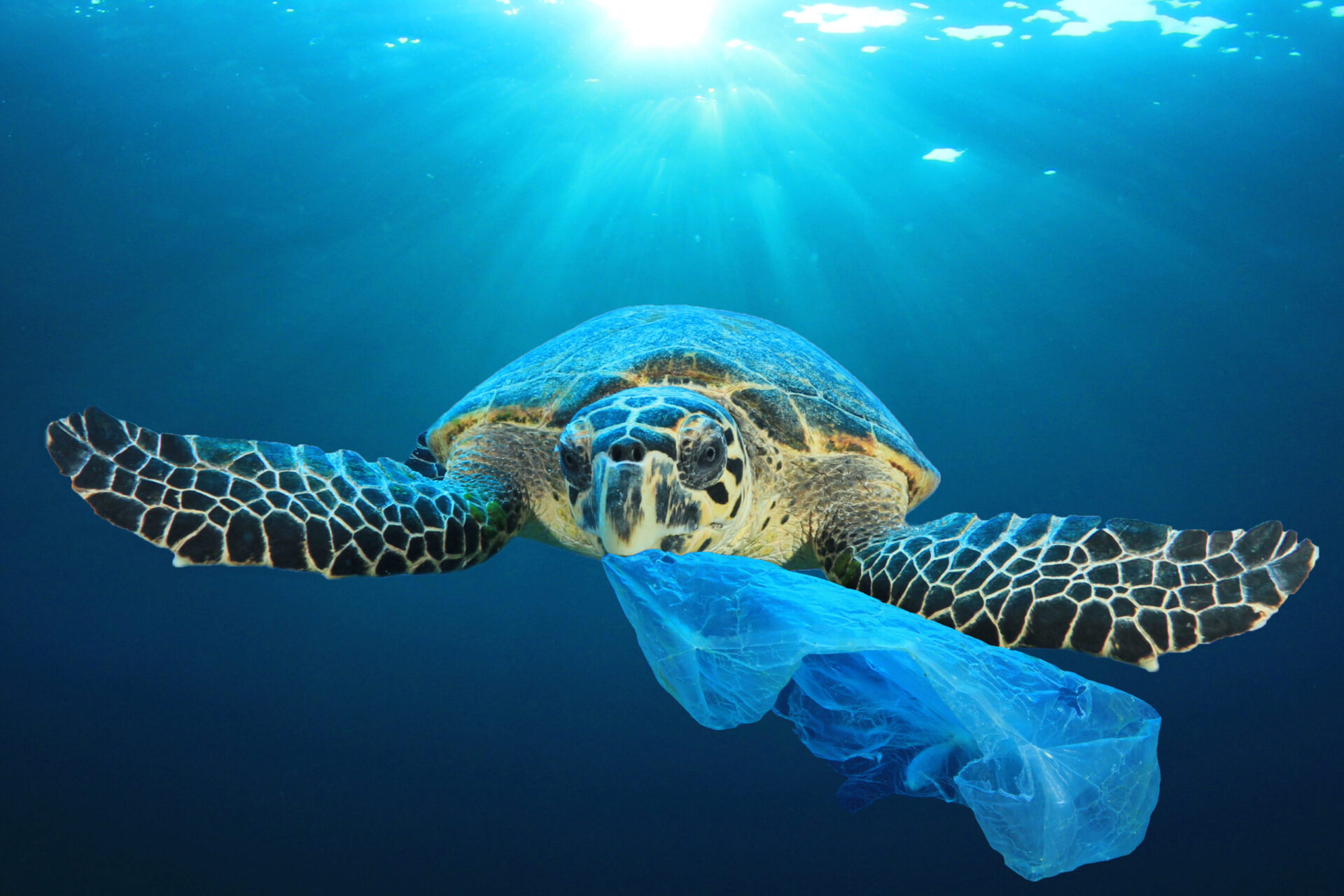 Blog - Healthy Oceans, Healthy People
